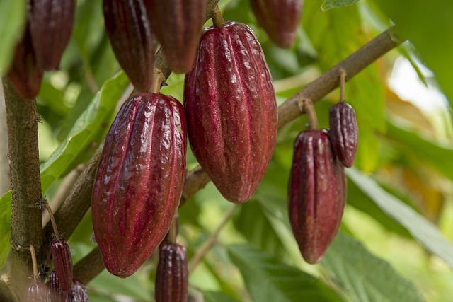 Hard Facts About Solid Chocolate: Types, Production, and Uses for ...